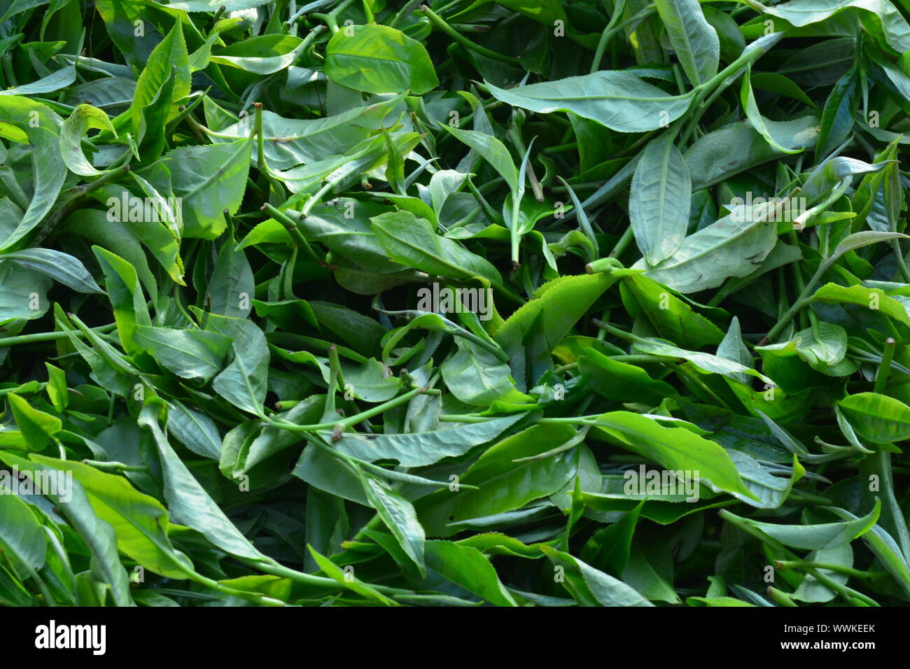 Tea production starts with plucking. Plucking requires a defined bud ...