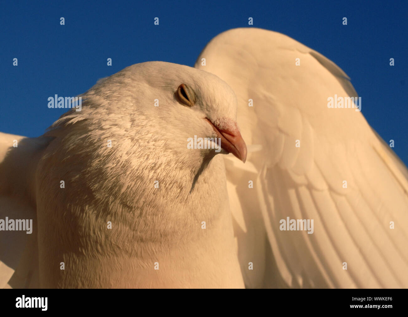 death throes of white dove, symbol of peace in the world Stock Photo ...