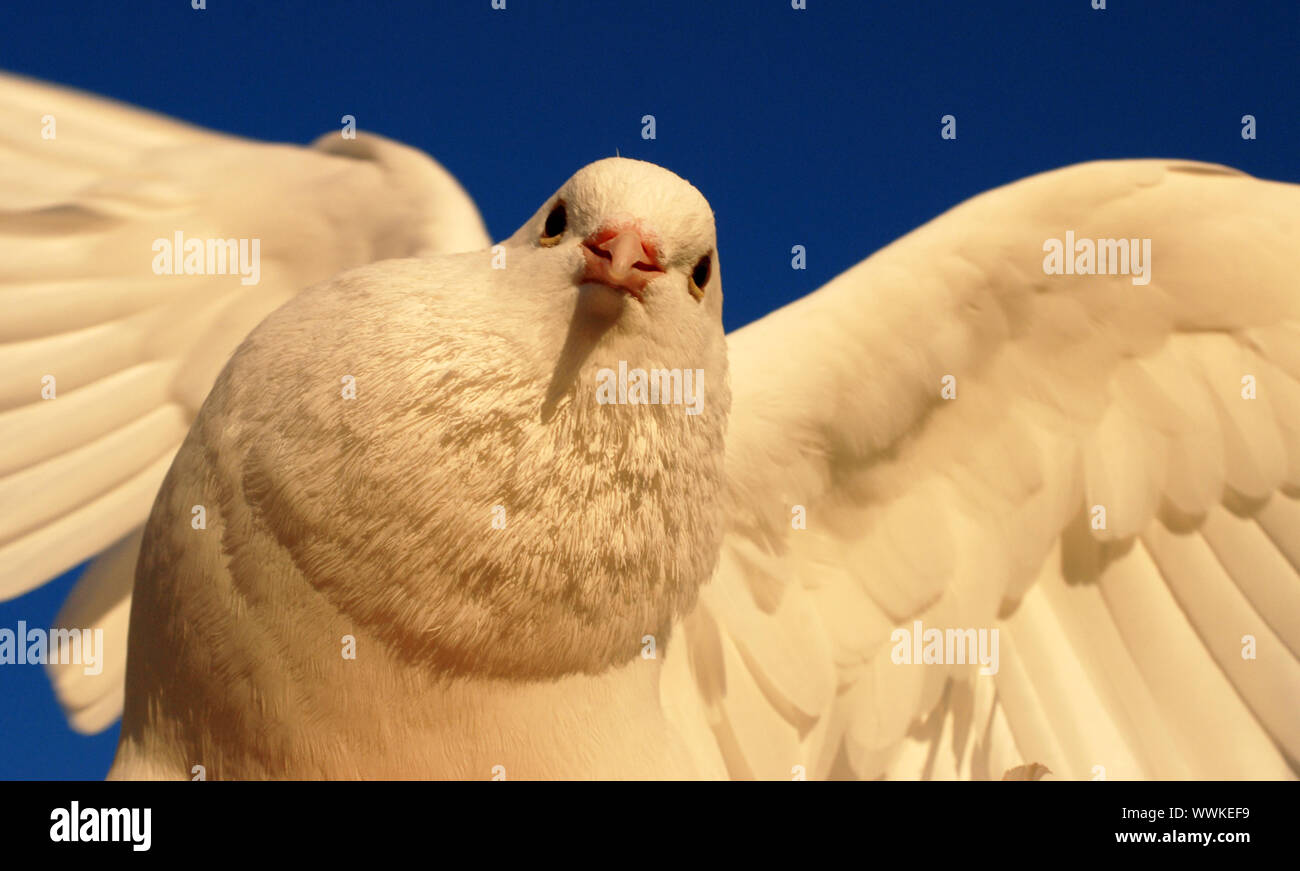 beautiful white dove, symbole of the peace Stock Photo - Alamy