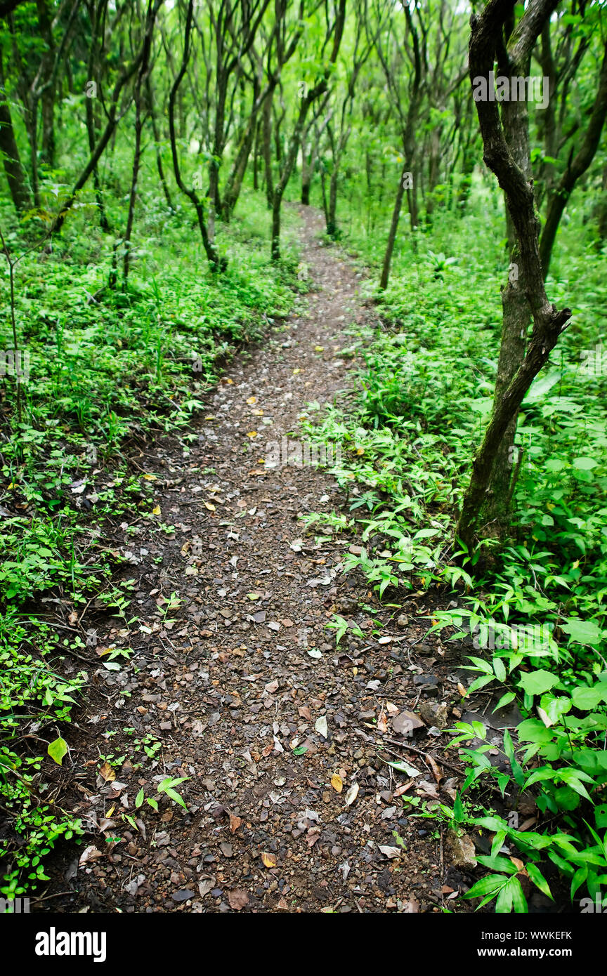 Pathway in the Costa Rican Rain Forest Stock Photo - Alamy