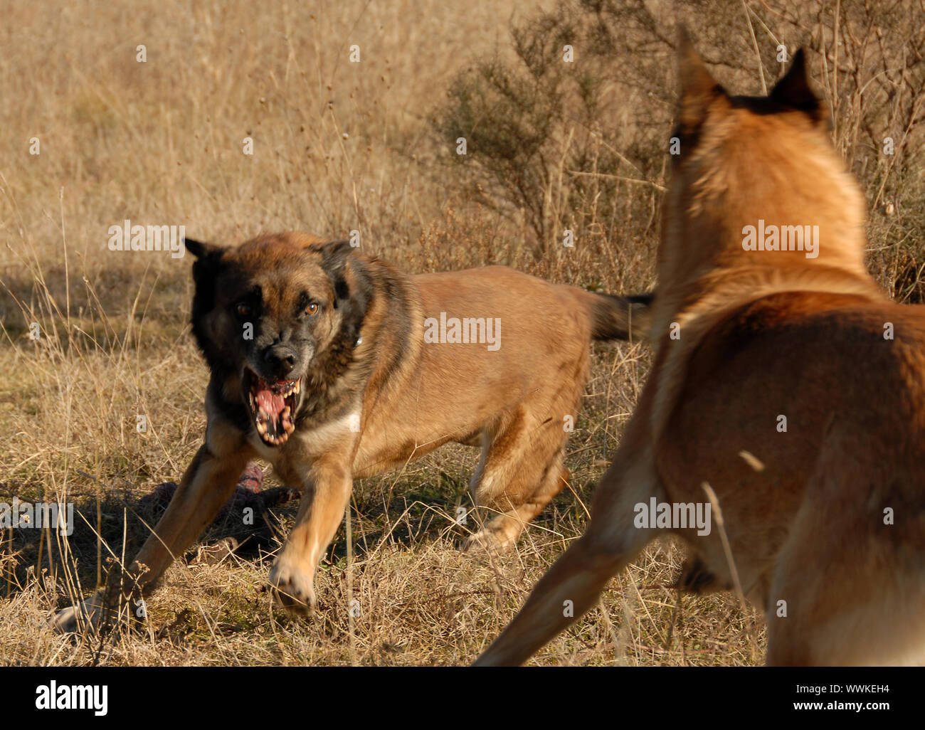 two purebred belgian shepherds: aggressive dogs in a field Stock Photo ...
