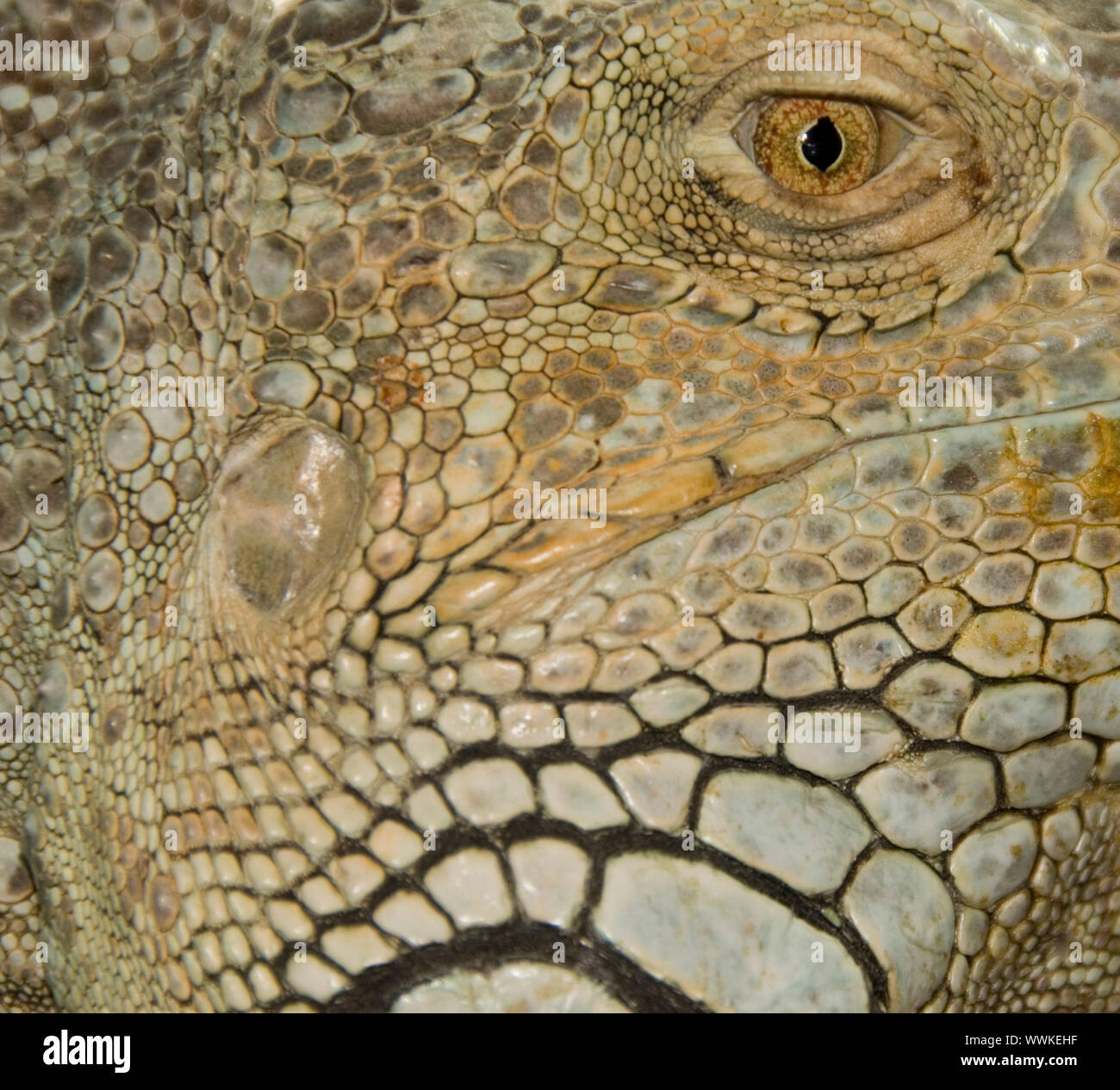 close-up of an eye of a green iguana Stock Photo - Alamy