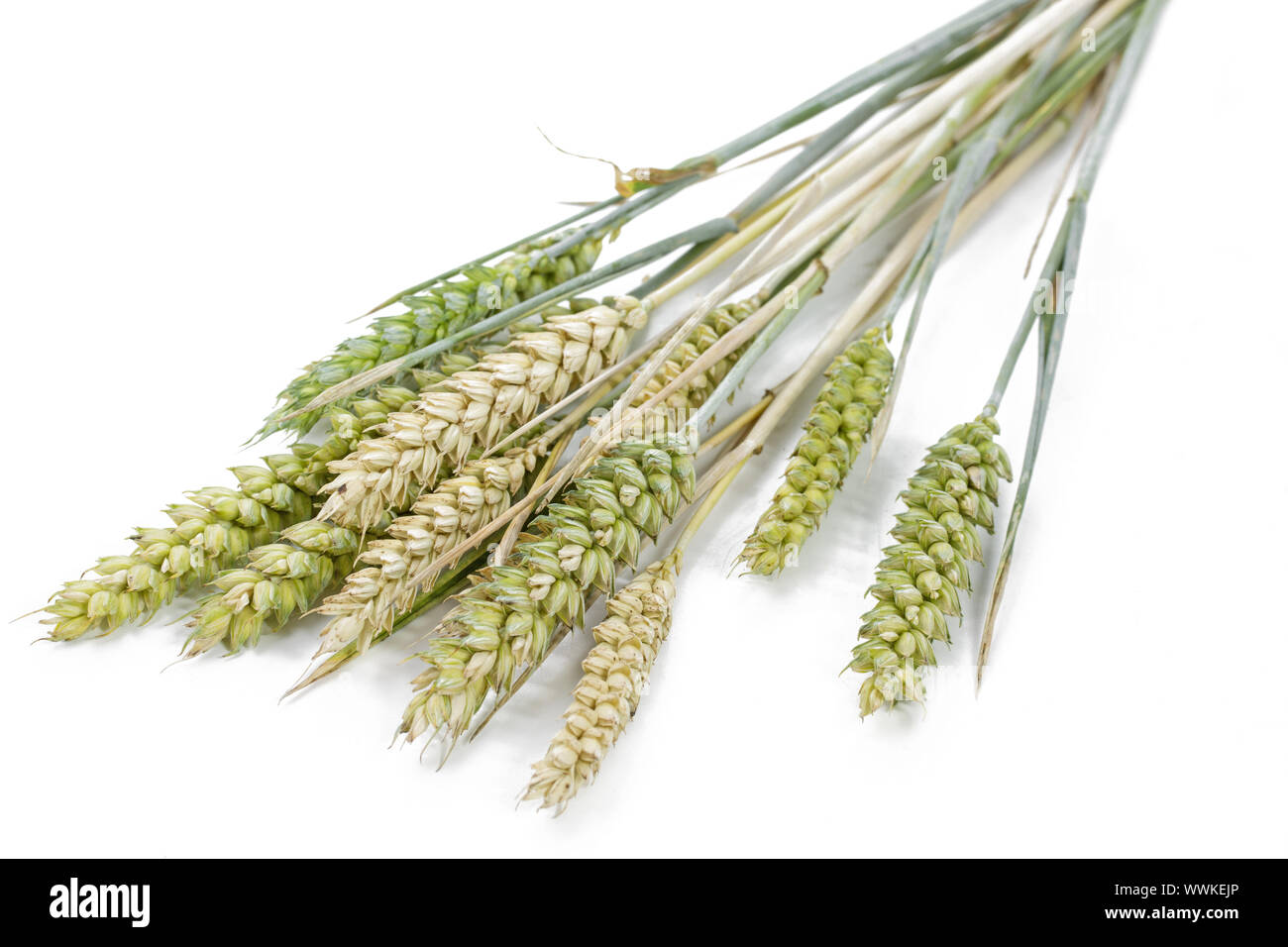 Wheat, low DOF Stock Photo - Alamy
