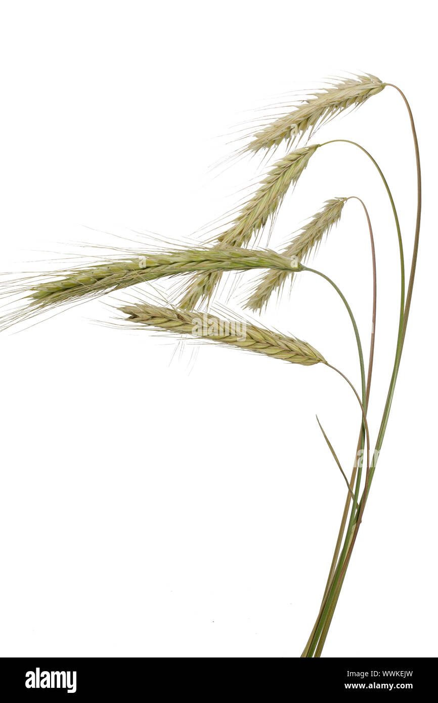Rye (Secale cereale), overhanging spike Stock Photo - Alamy