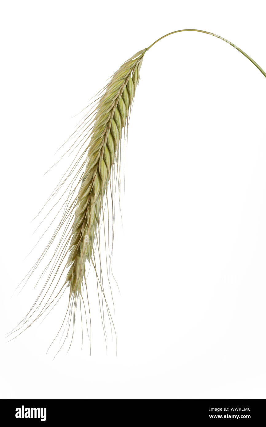 Sunny spike Cut Out Stock Images & Pictures - Alamy