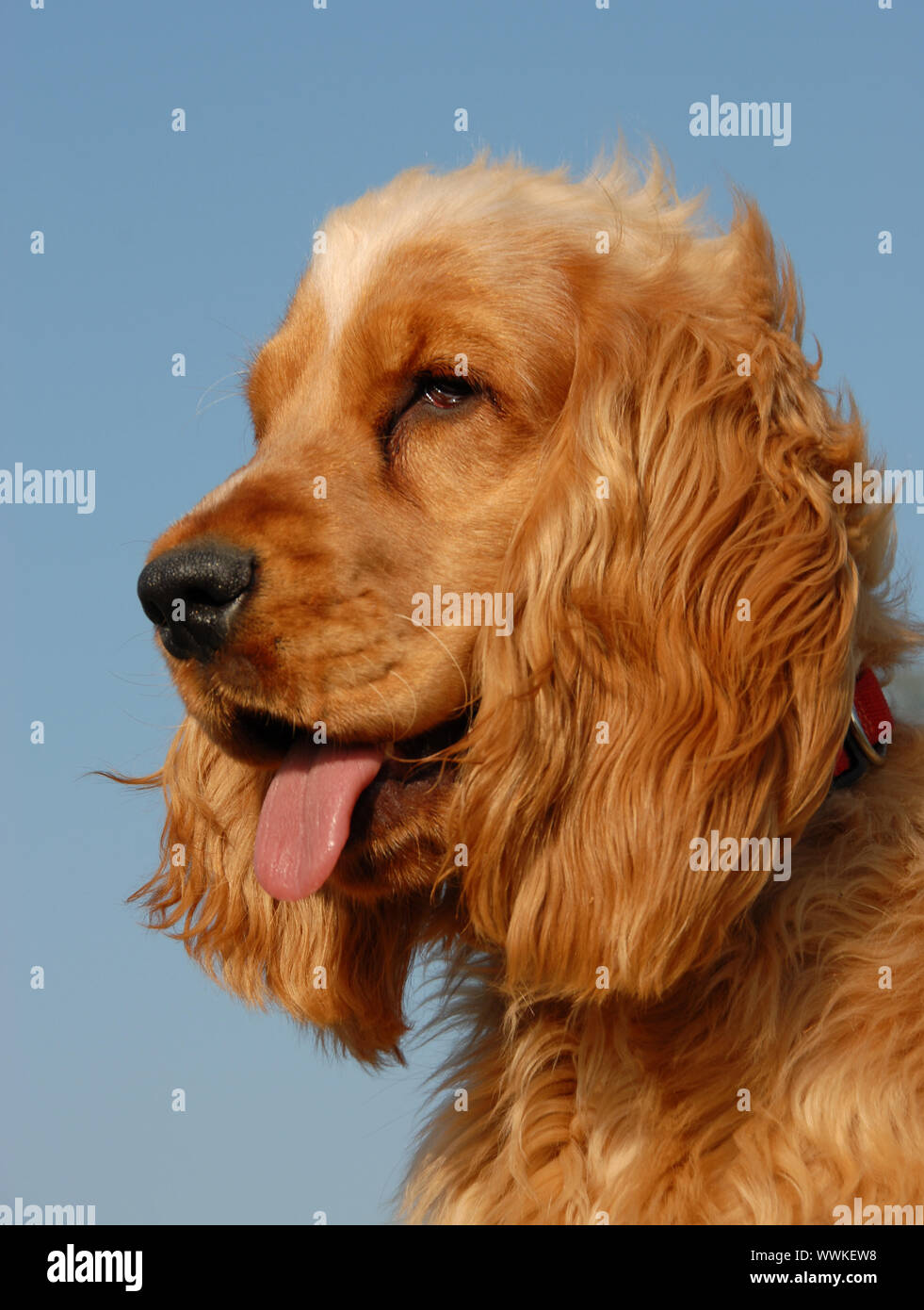 puppy purebred english cocker: cute hunting dog Stock Photo - Alamy