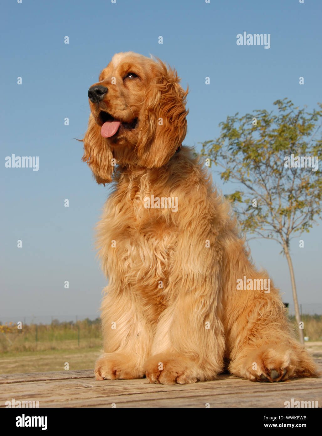 puppy purebred english cocker: cute hunting dog Stock Photo - Alamy