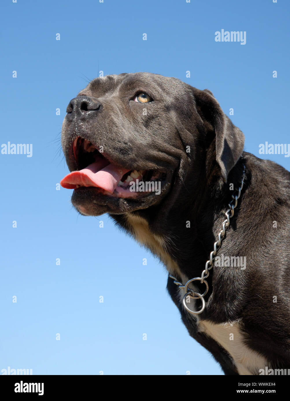 Italian Mastiff High Resolution Stock Photography and Images - Alamy