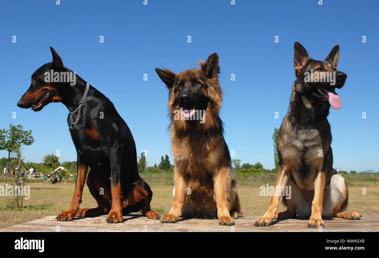 purebred guard dogs sitting on a wood table Stock Photo - Alamy