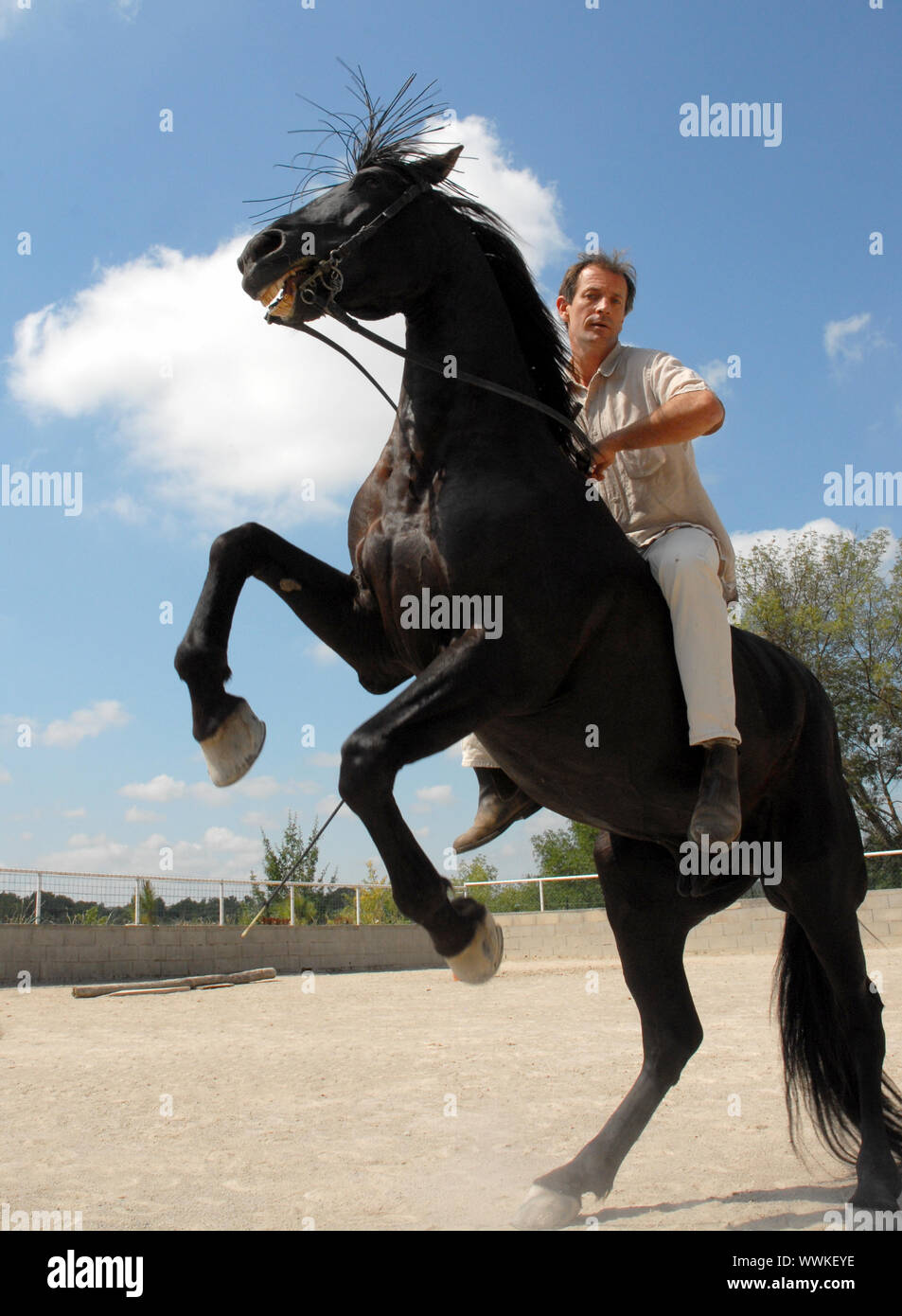rearing black stallion and his rider in a coral Stock Photo - Alamy