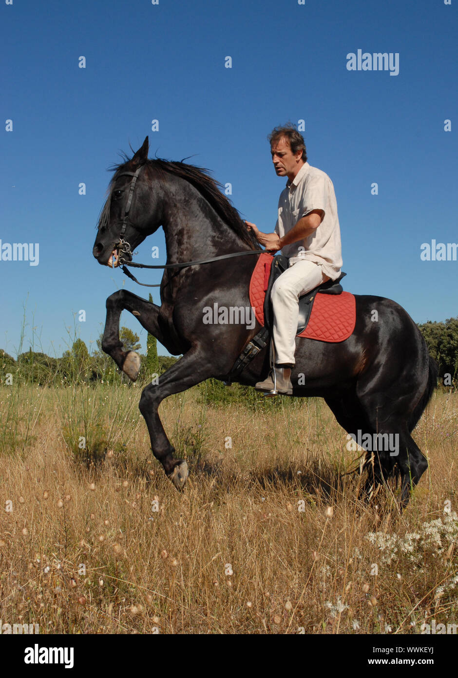 beautiful black stallion with man in a field Stock Photo - Alamy