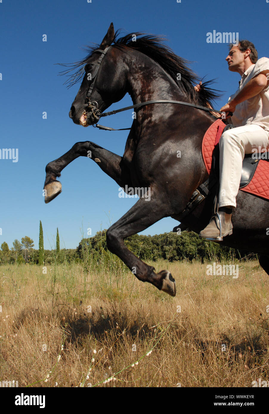 beautiful black stallion with man in a field Stock Photo - Alamy