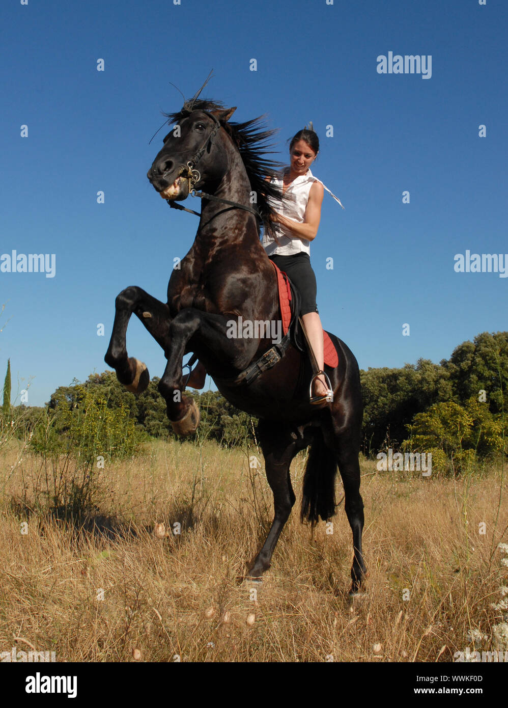 young woman and her rearing stallion outdoors Stock Photo - Alamy