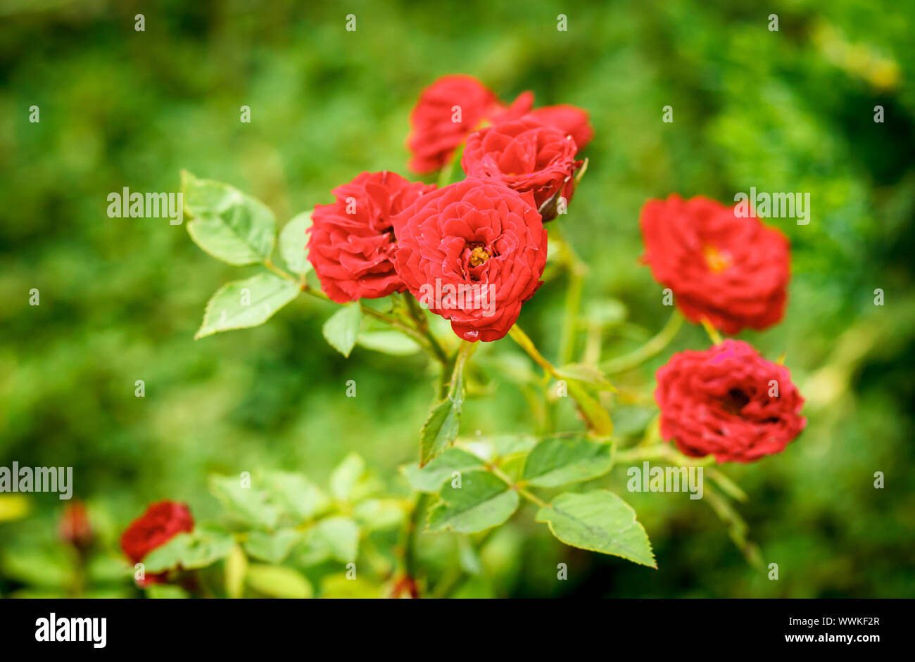 small red roses Stock Photo - Alamy