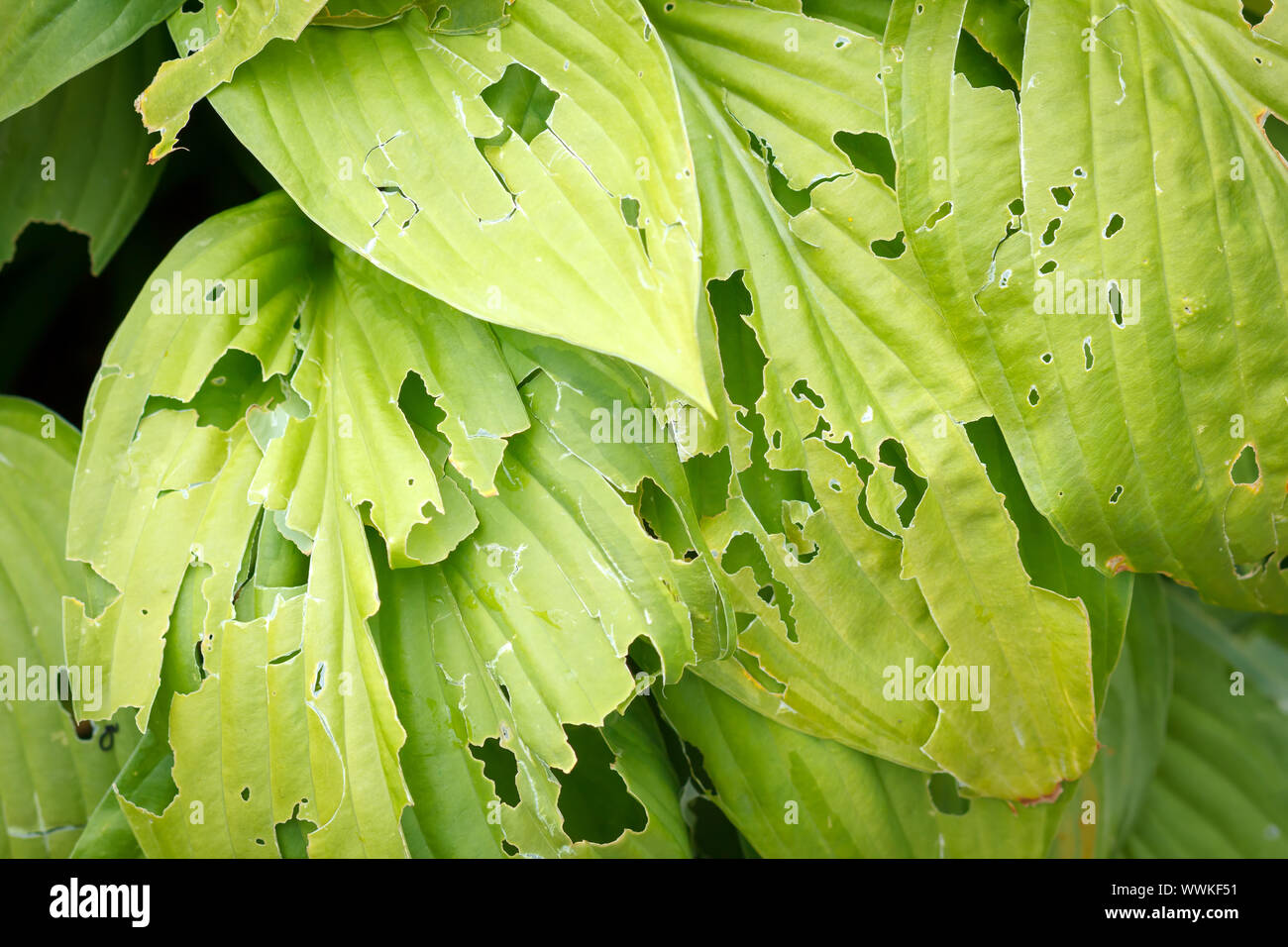 leaves eaten by slugs Stock Photo - Alamy