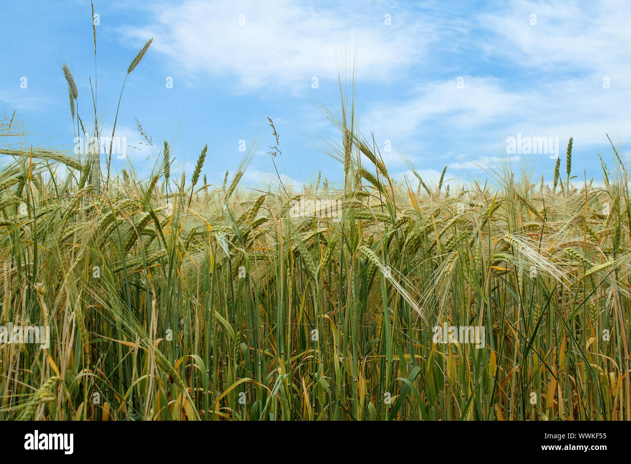 field of organic green grains Stock Photo - Alamy