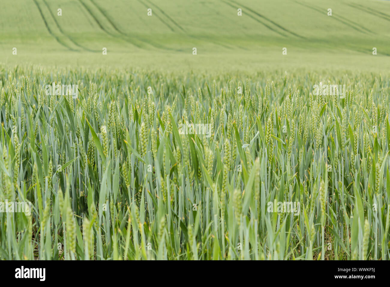field of organic green grains Stock Photo - Alamy
