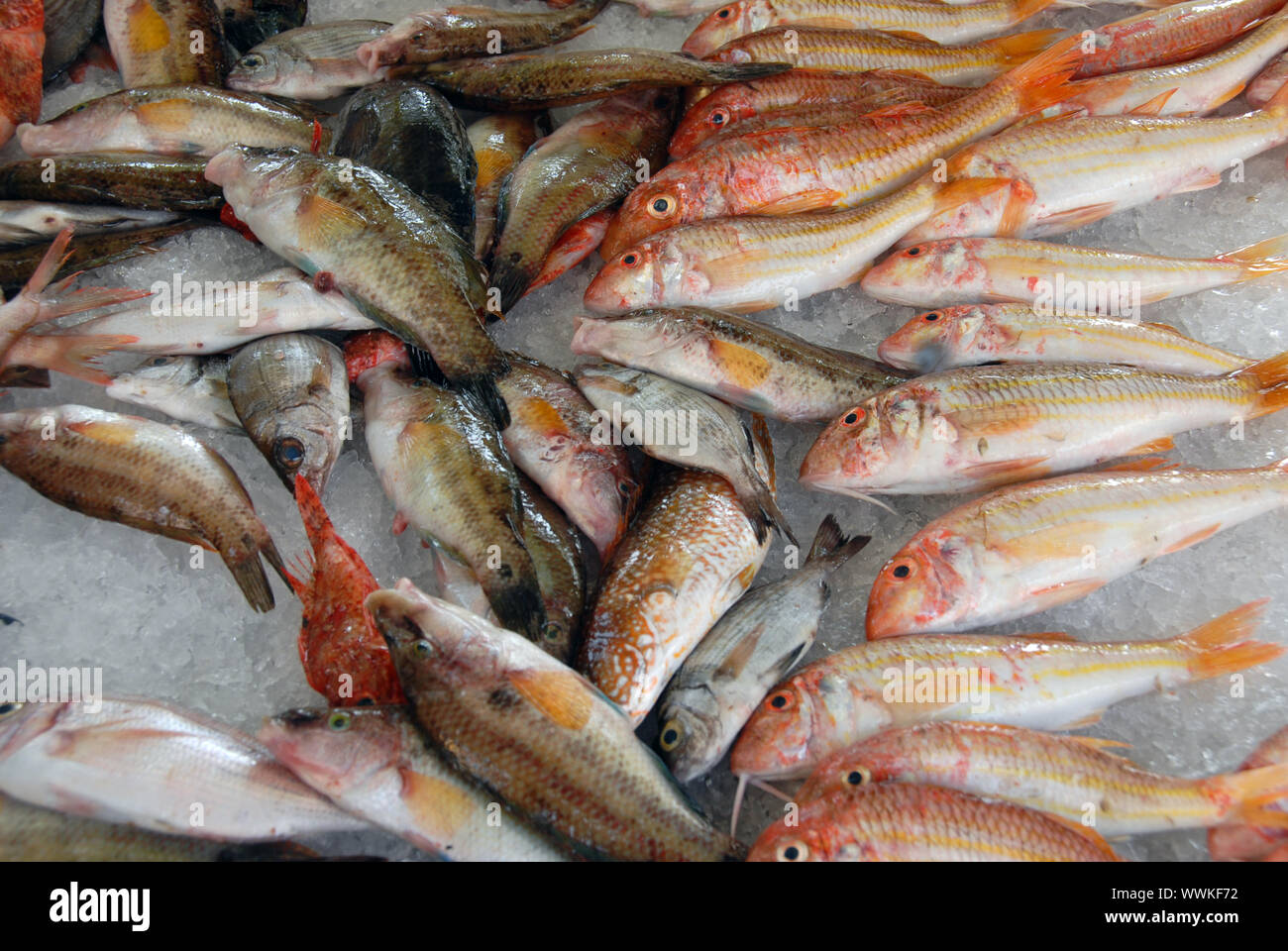 red mediterranean fishes on ice in a market in corsica Stock Photo - Alamy