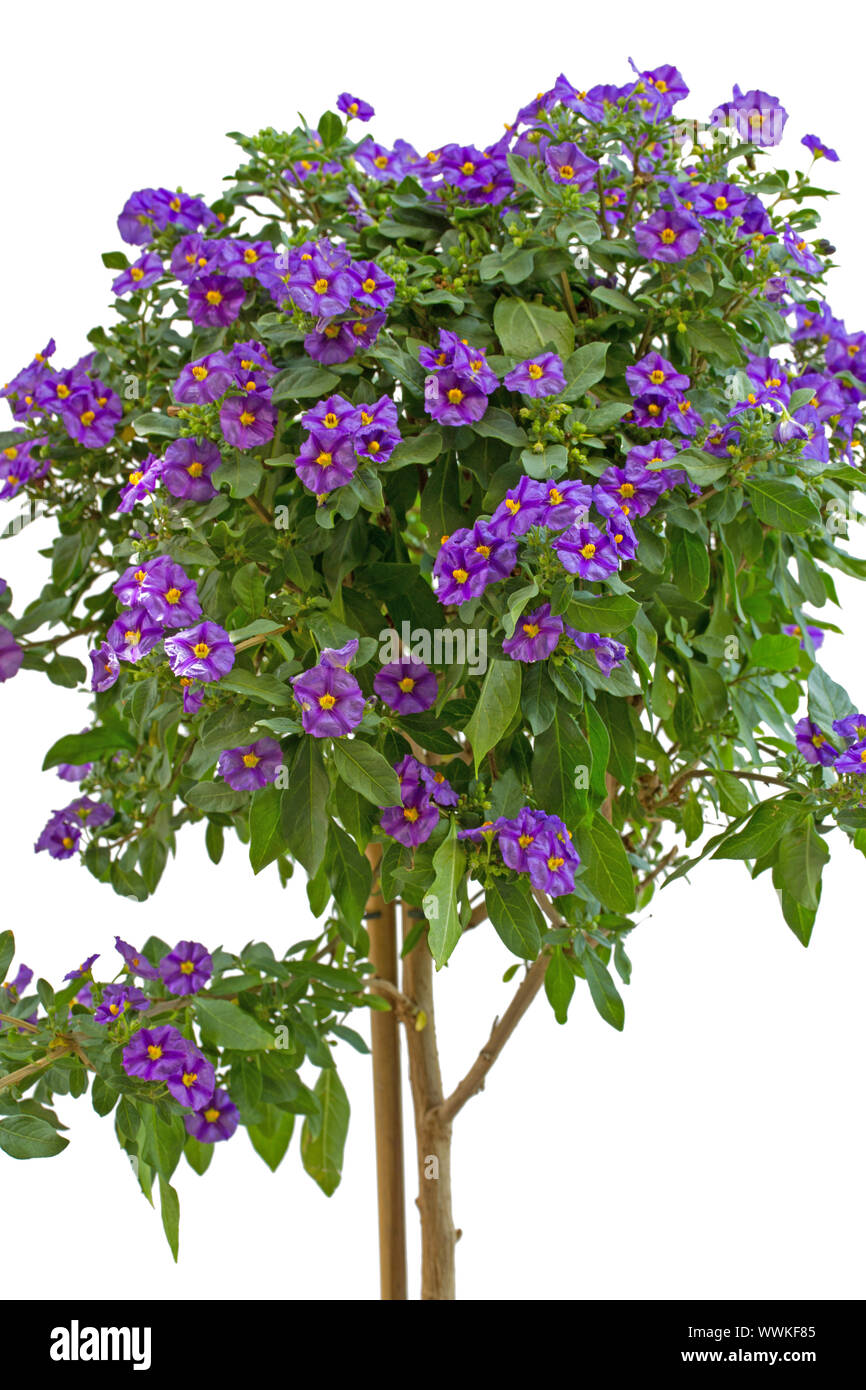 Gentian tree (solanum rantonetii Stock Photo - Alamy