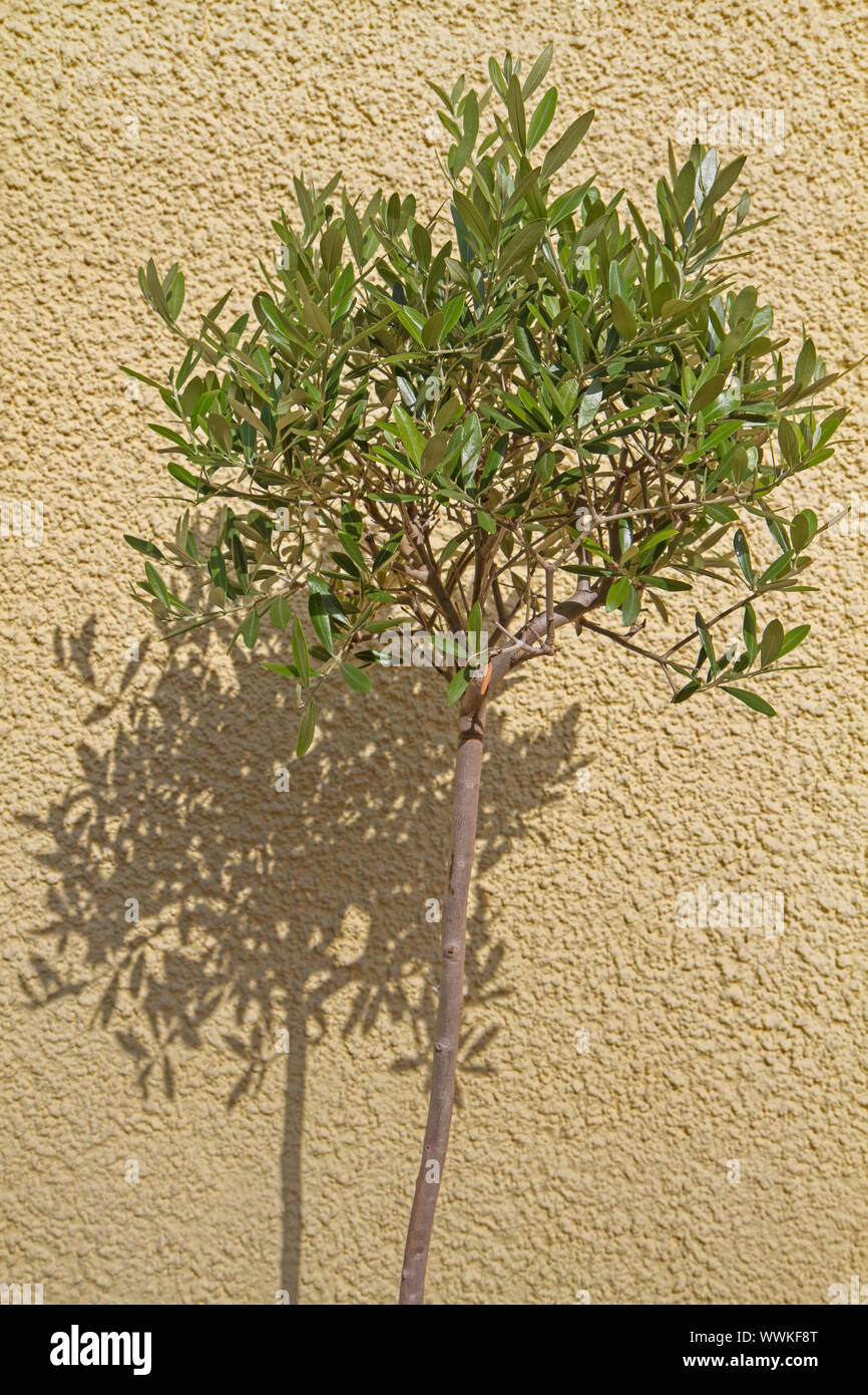 Olive tree (Olea europea) with shade Stock Photo - Alamy