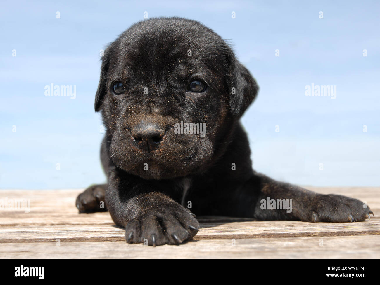 portrait of a beautiful purebred puppy cane corso Stock Photo - Alamy