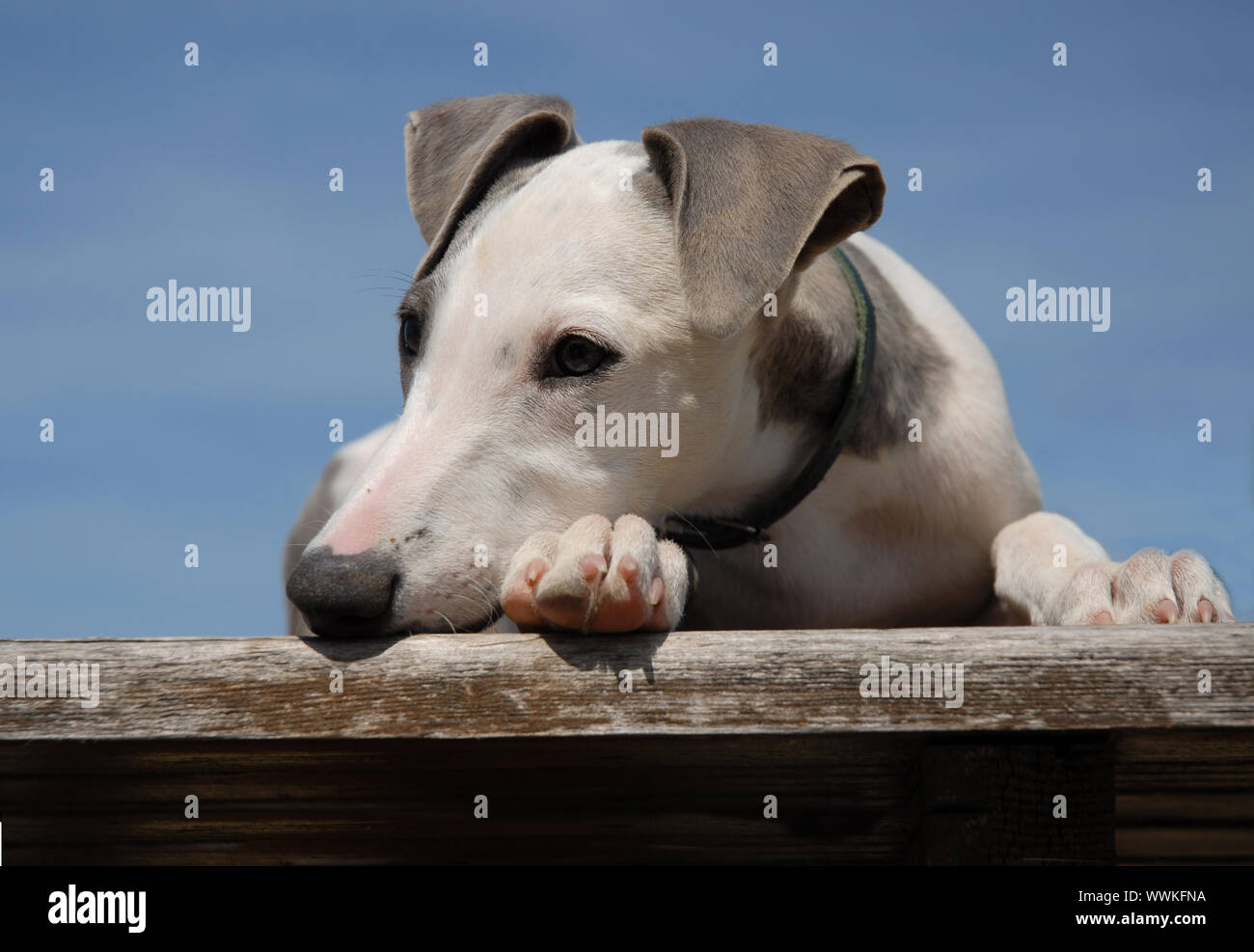 portrait of a beautiful young purebred whippet Stock Photo - Alamy