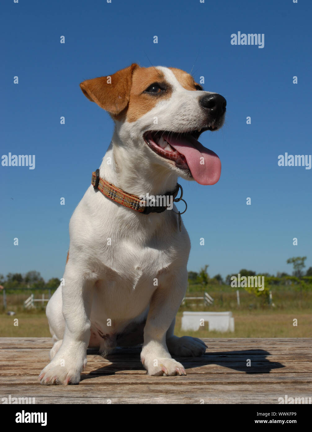 portrait of a young purebred jack russel terrier Stock Photo - Alamy