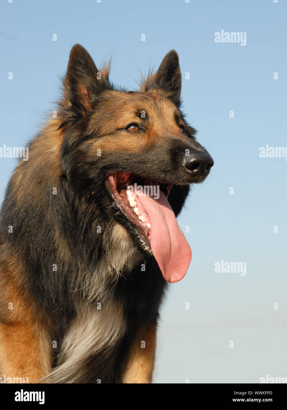 portrait of a purebred belgian sheepdog tervueren Stock Photo - Alamy