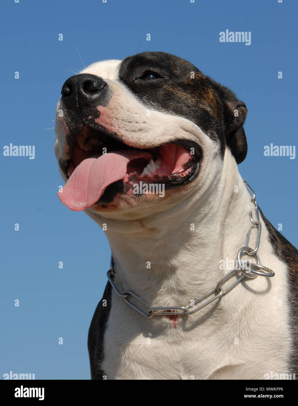American staffordshire terrier teeth hi-res stock photography and ...