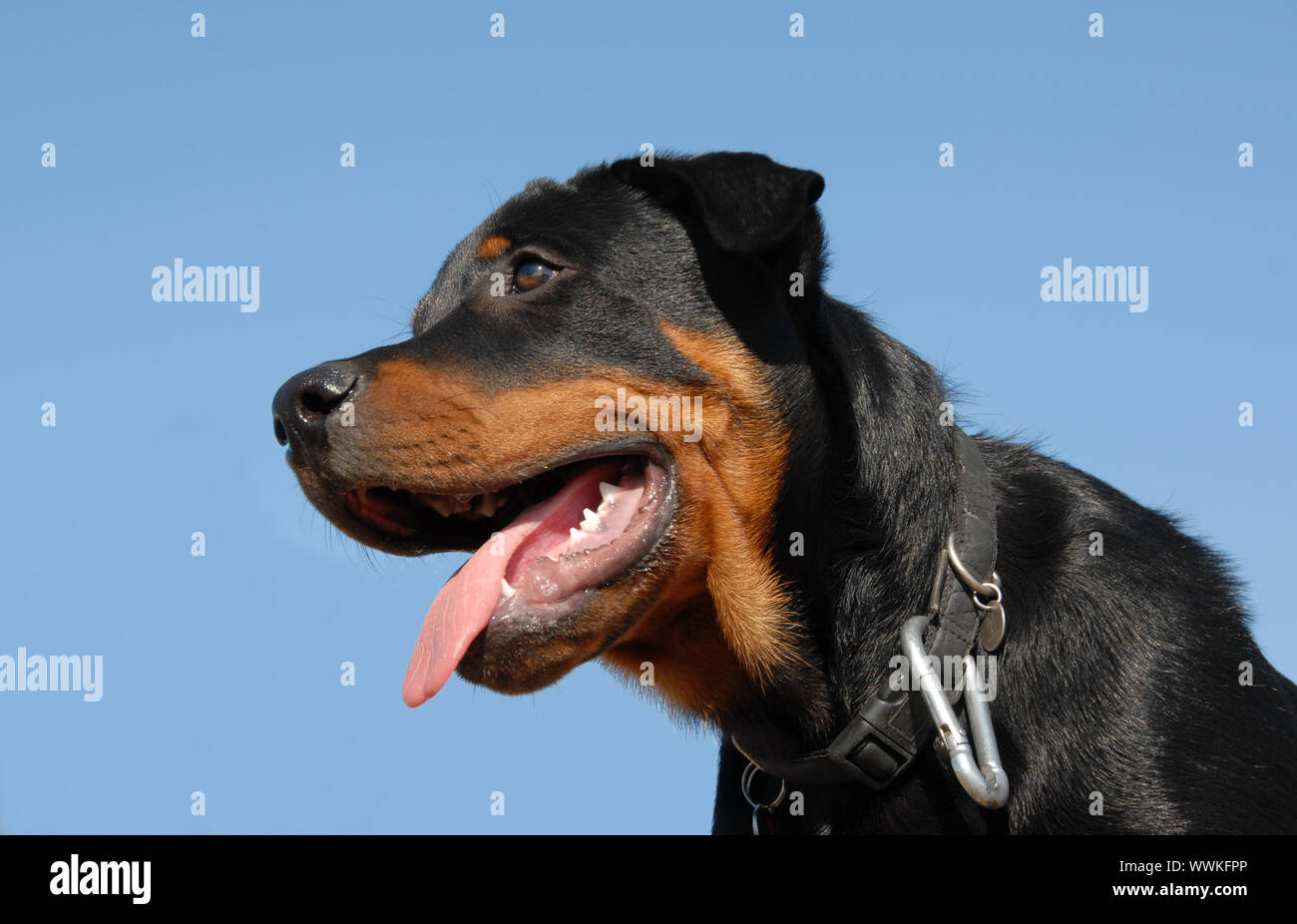 portrait of a beautiful puppy purebred mastiff rottweiler Stock Photo ...