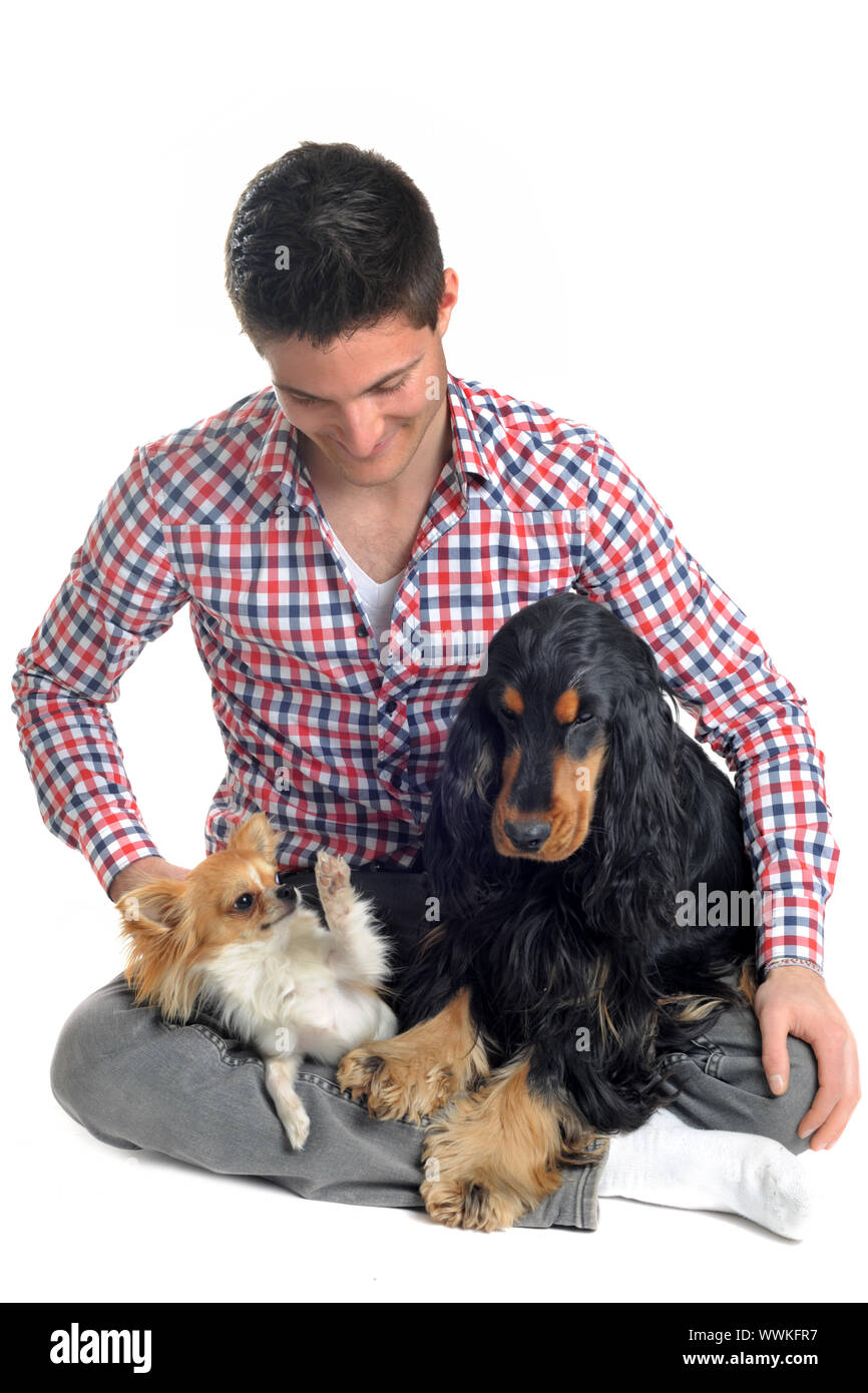 portrait of a purebred english cocker, chihuahua and man in a studio ...