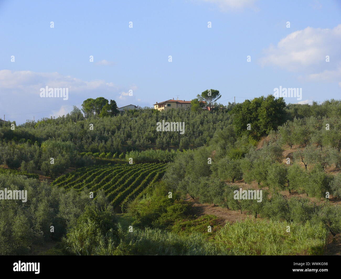 Olive tree plantation Stock Photo - Alamy