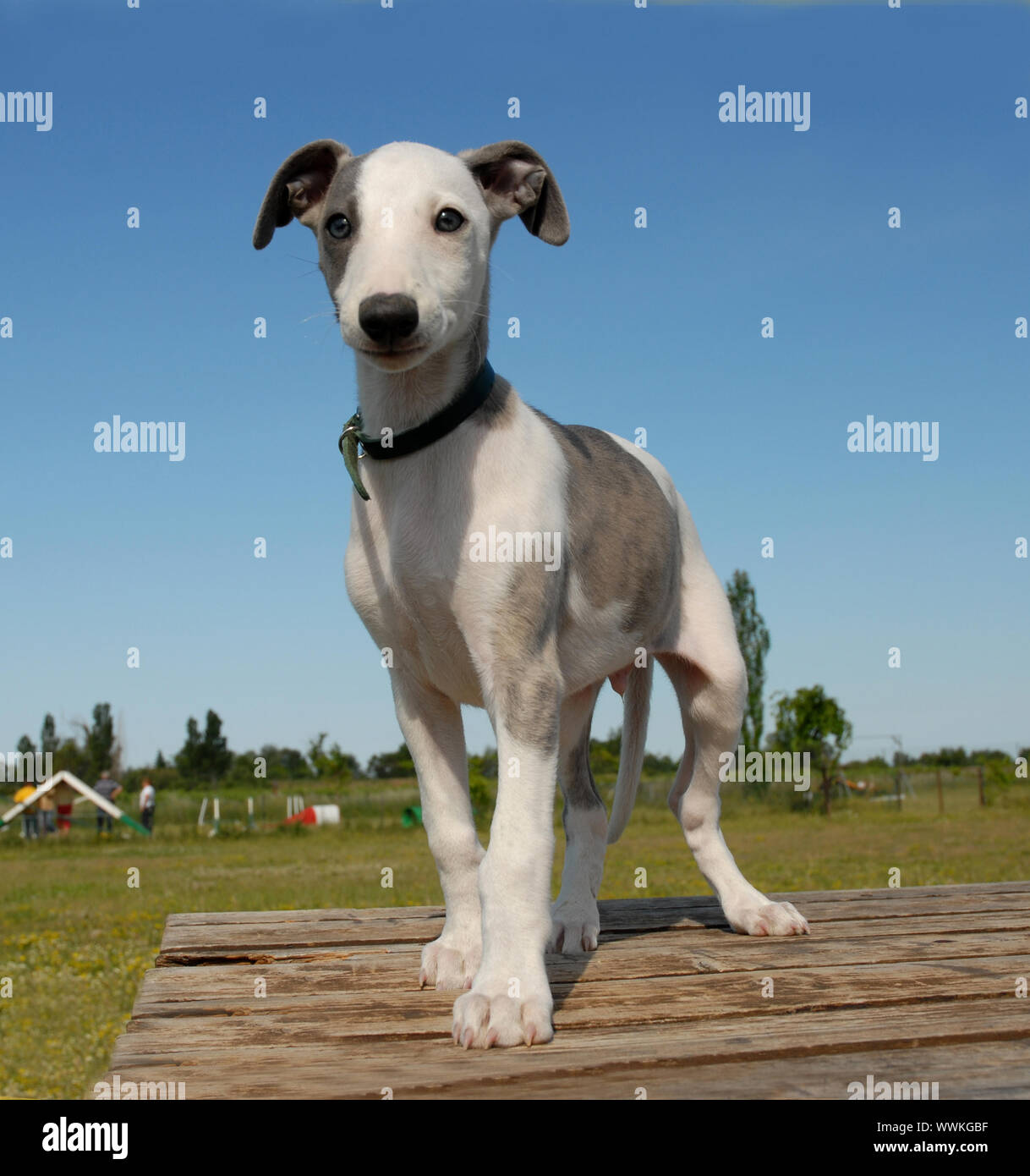 portrait of a beautiful young purebred whippet Stock Photo - Alamy
