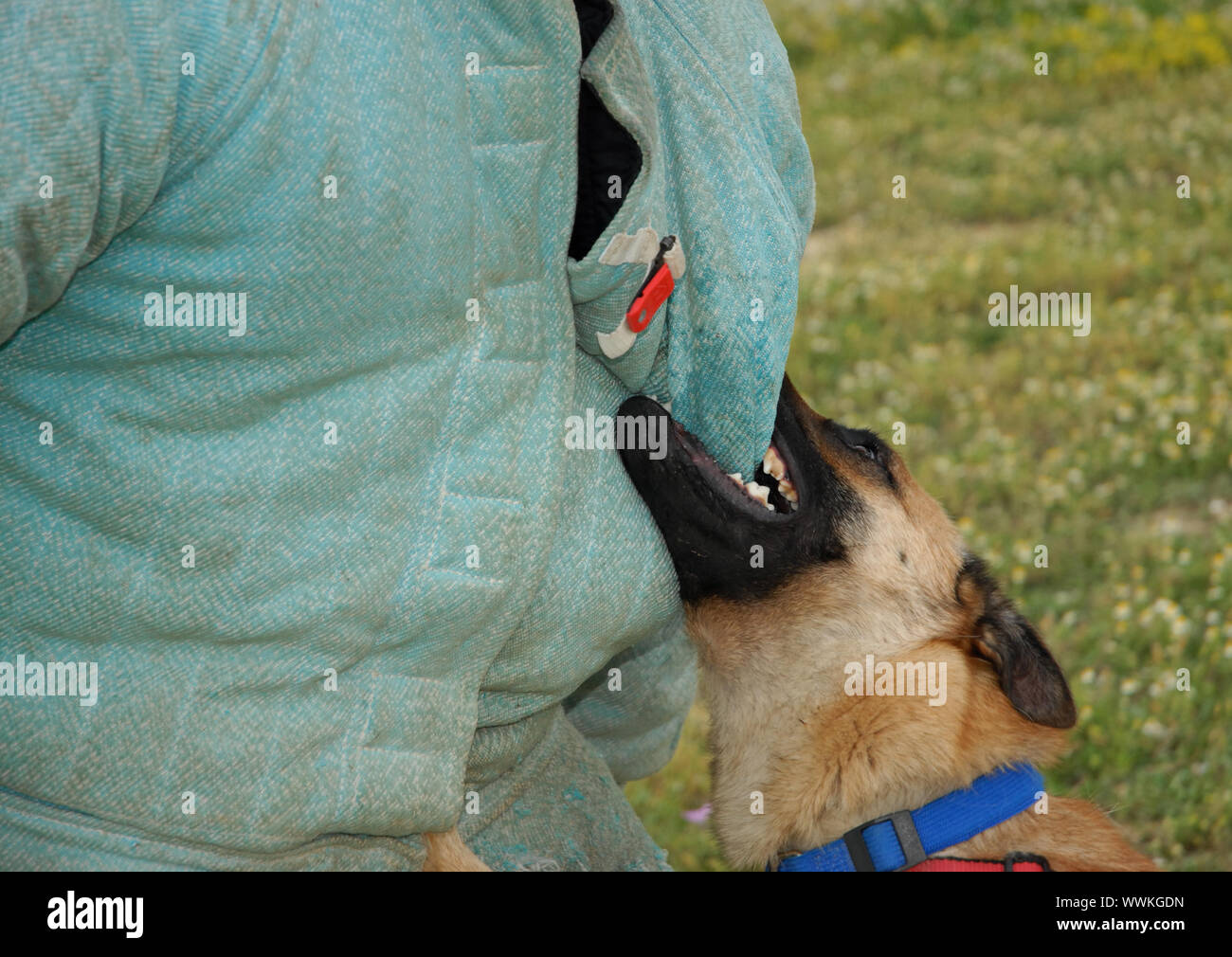 portrait of aggressive purebred belgian sheepdog malinois Stock Photo ...