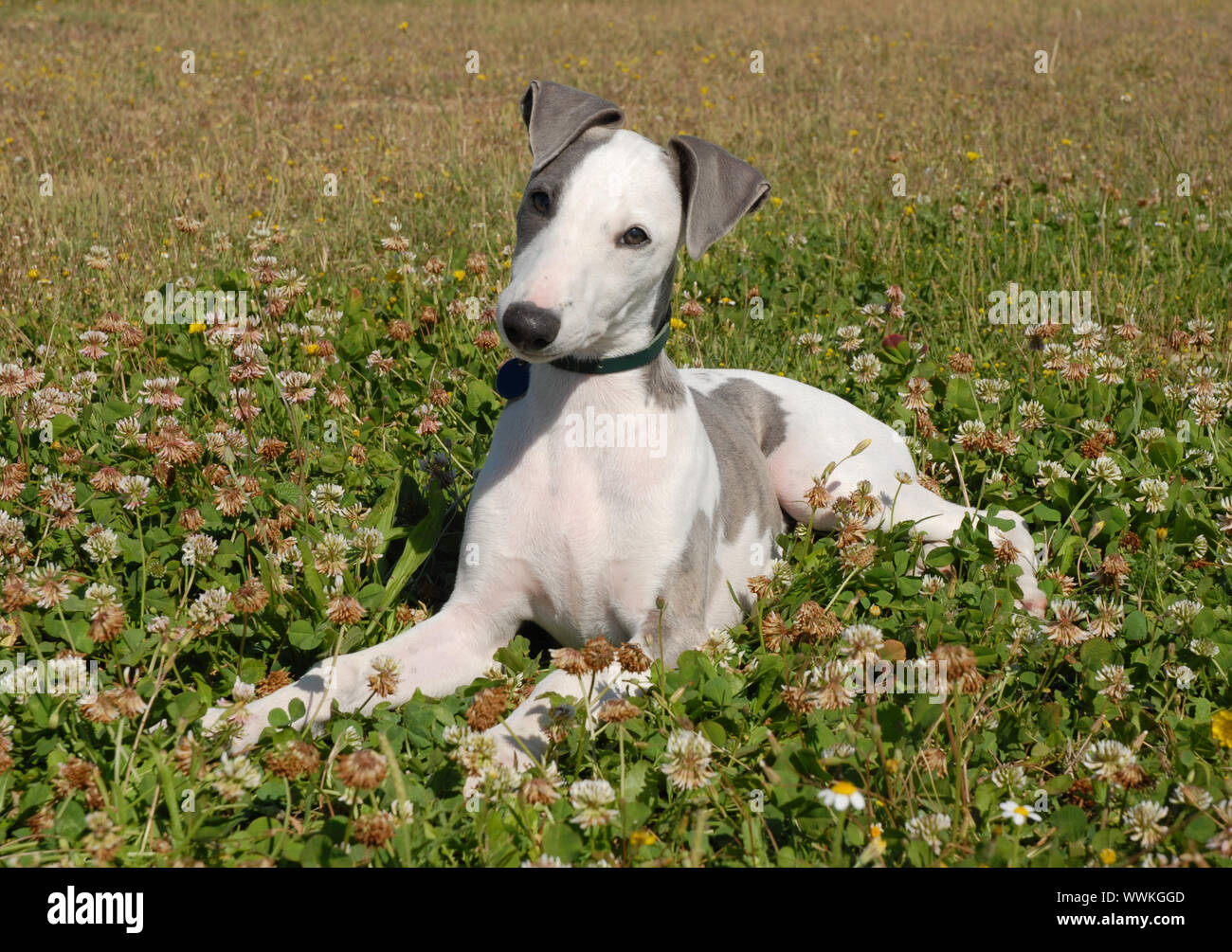 portrait of a beautiful young purebred whippet Stock Photo - Alamy