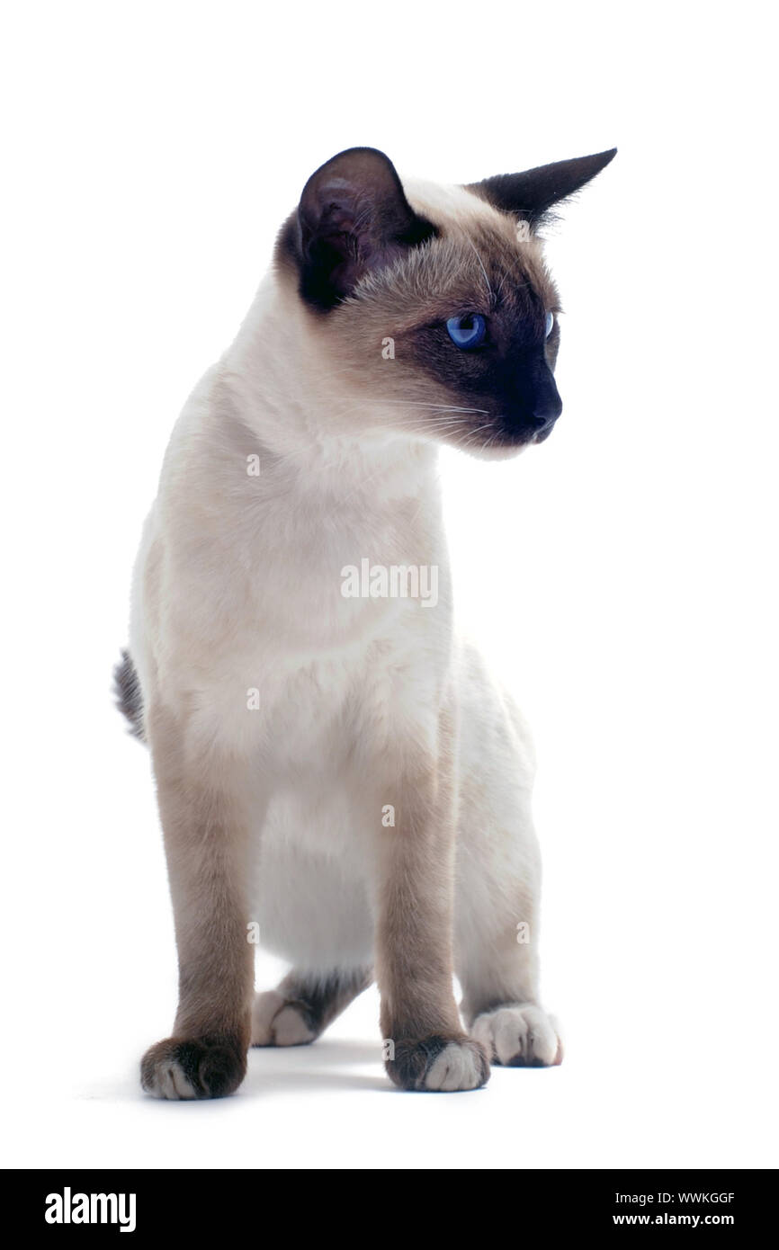 beautiful purebred siamese kitten in front of white background Stock ...