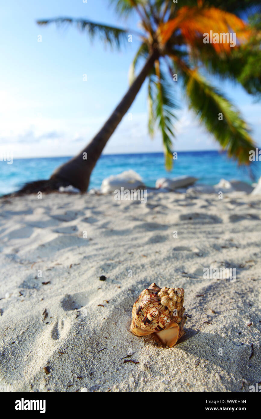 shell on sand under palm Stock Photo - Alamy
