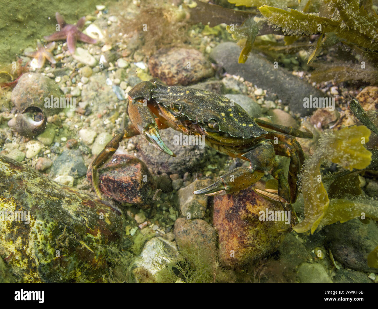 Littoral crab hi-res stock photography and images - Alamy