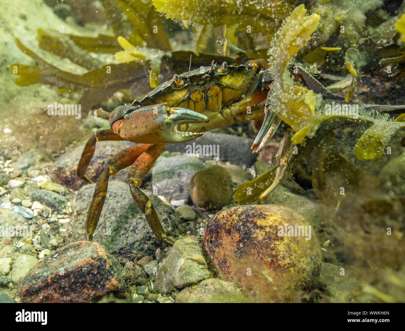 Littoral crab hi-res stock photography and images - Alamy