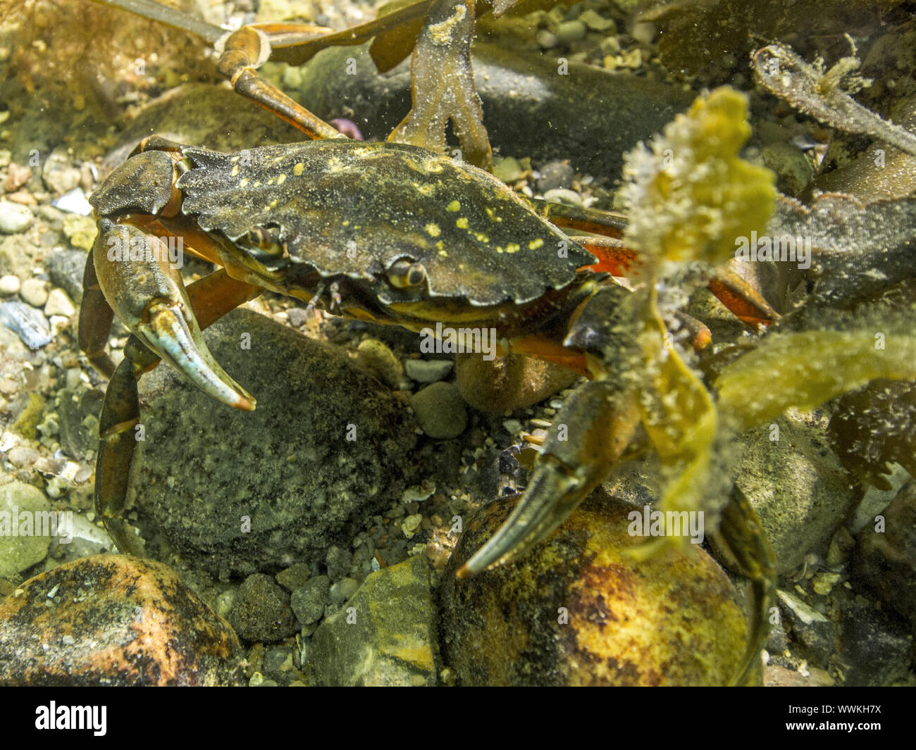 Littoral crab hi-res stock photography and images - Alamy