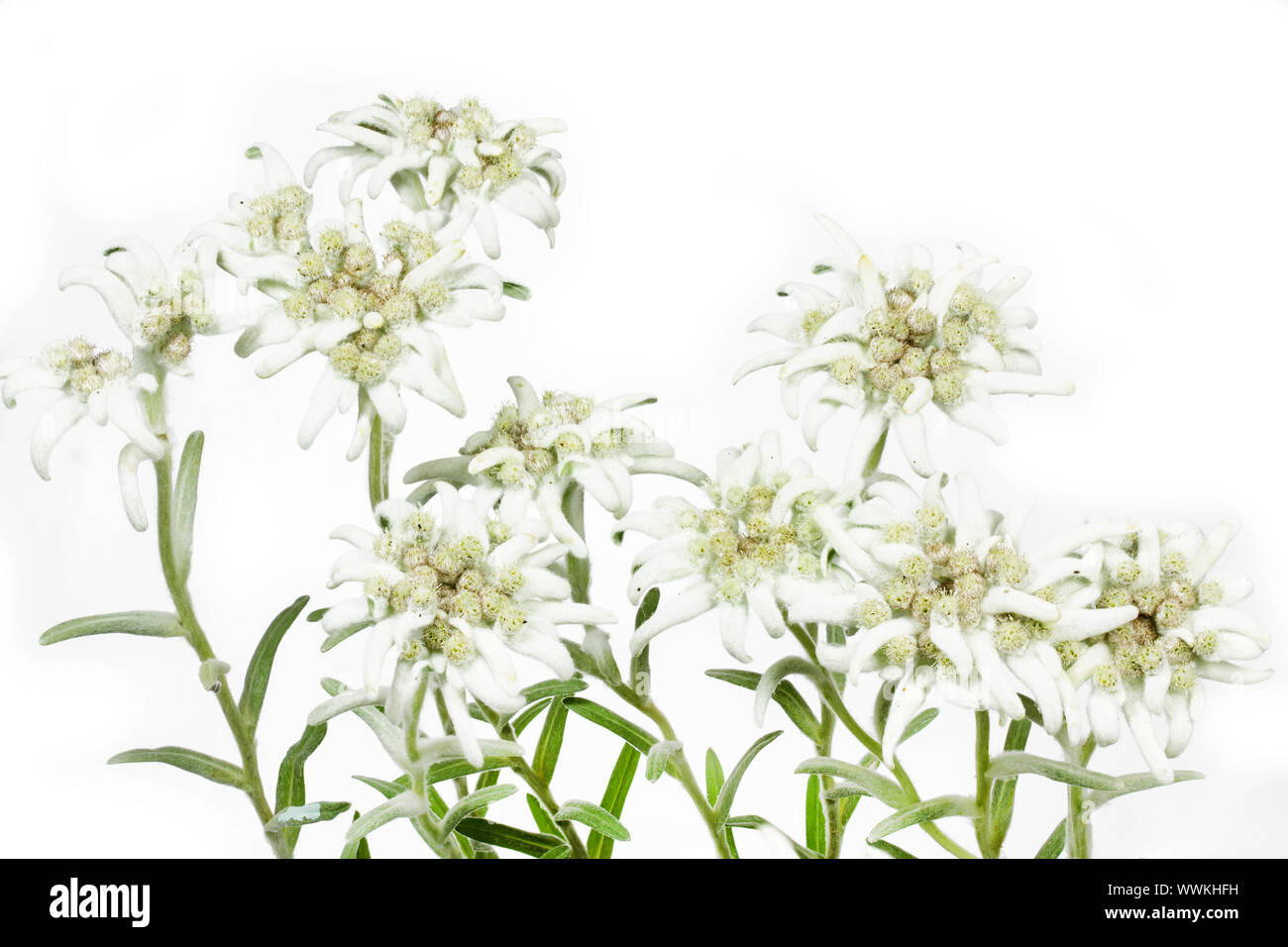 Alpine edelweiss (Leontopodium alpinum Stock Photo - Alamy