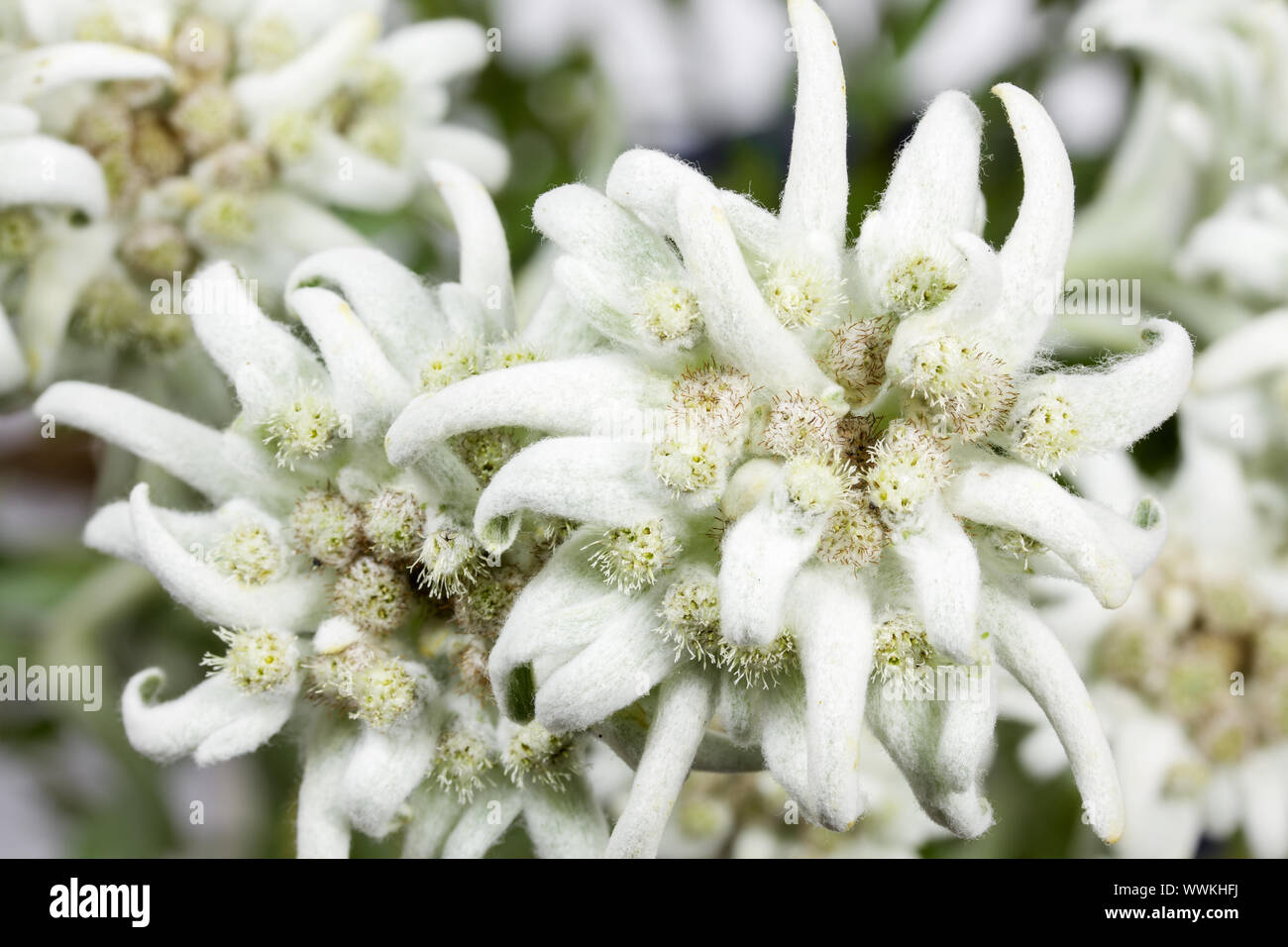 Alpine edelweiss (Leontopodium alpinum Stock Photo - Alamy