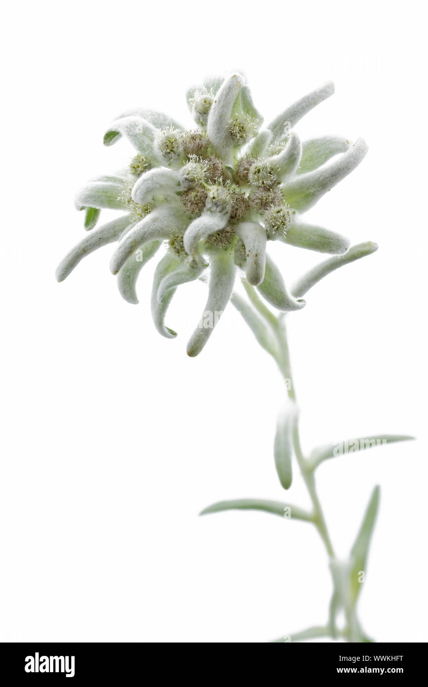 Alpine edelweiss (Leontopodium alpinum Stock Photo - Alamy