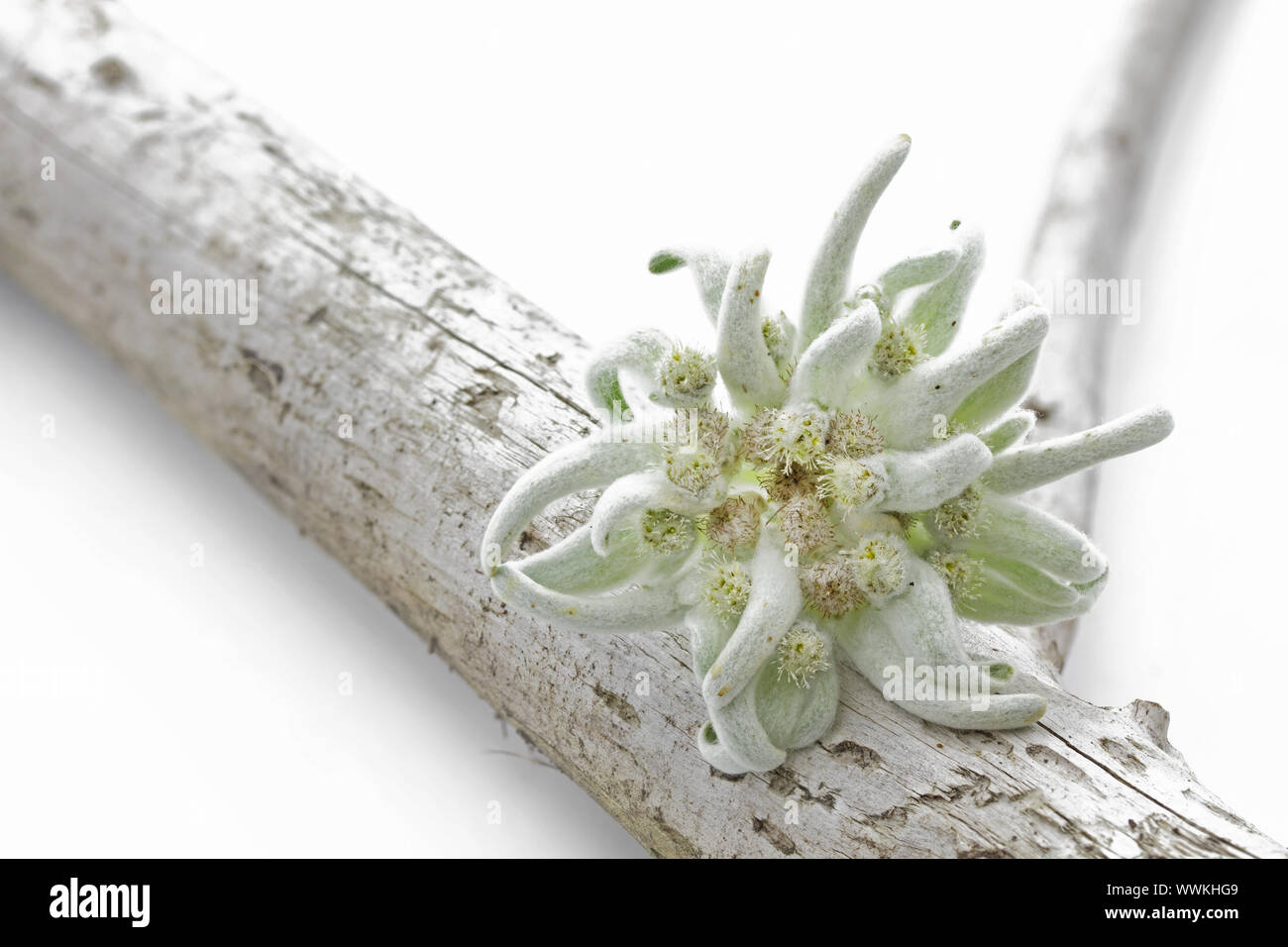 Alpine edelweiss (Leontopodium alpinum Stock Photo - Alamy