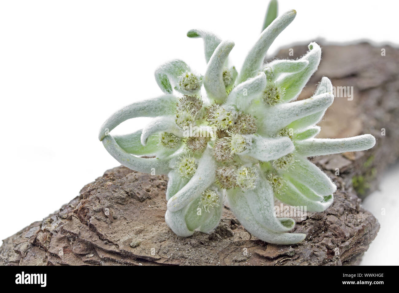 Alpine edelweiss (Leontopodium alpinum Stock Photo - Alamy