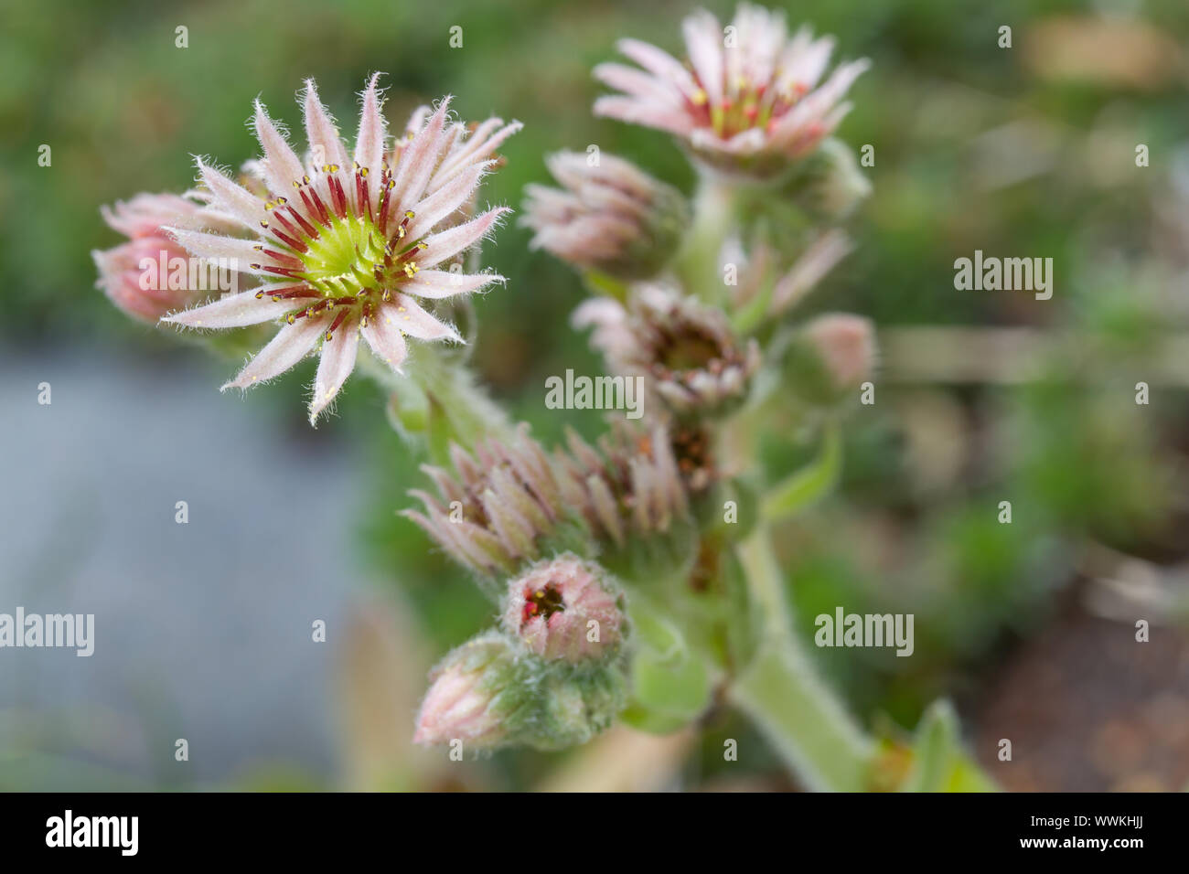 House root (sempervivum) close-up view Stock Photo - Alamy