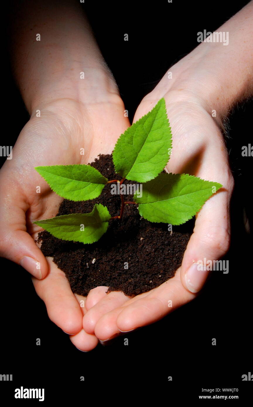 hands plant and soil showing concept of growth Stock Photo - Alamy