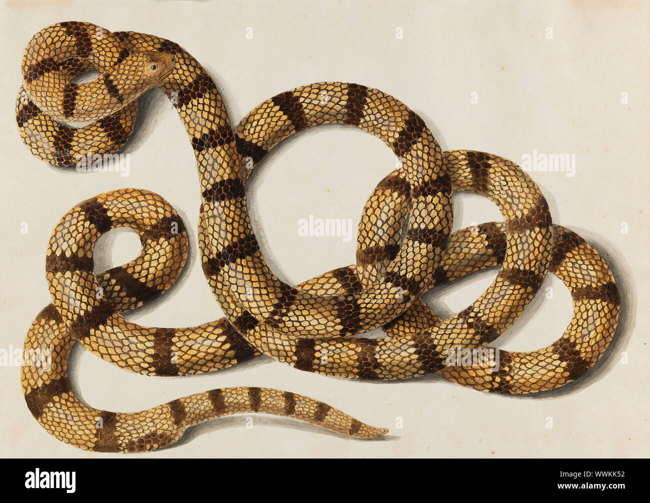 Snake, 1770-1780s. Private Collection Stock Photo - Alamy