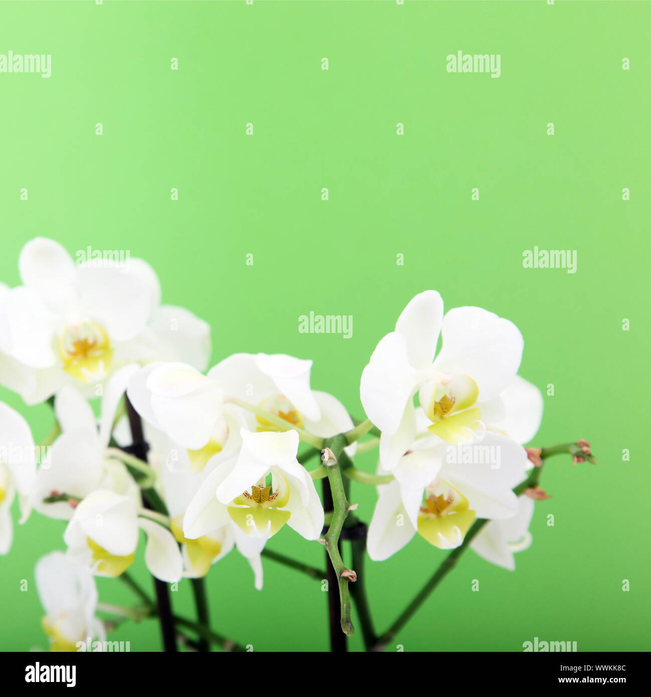 Bilaterally symmetrical flowers hi-res stock photography and images - Alamy