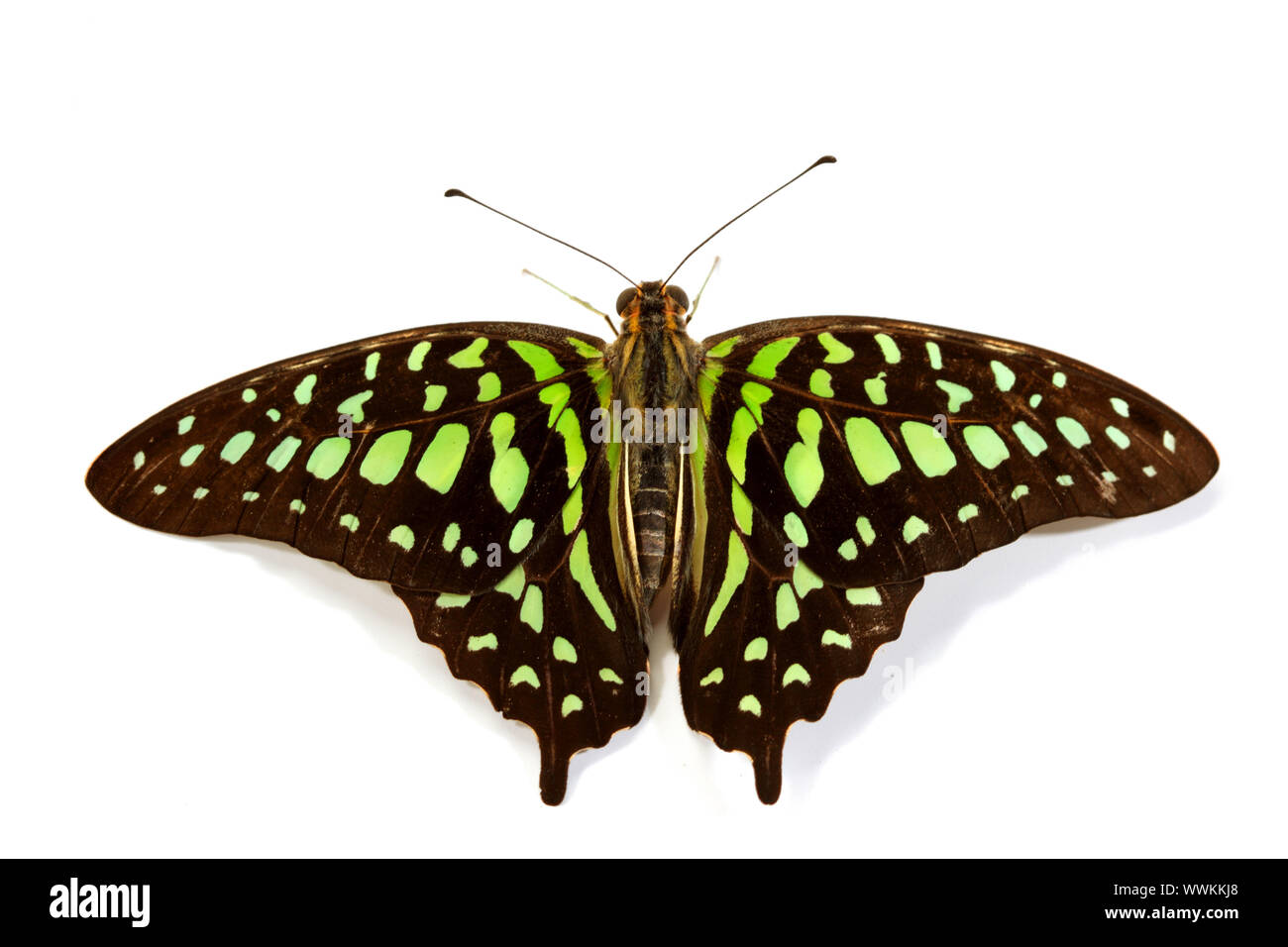 Graphium isolated on white background Stock Photo - Alamy